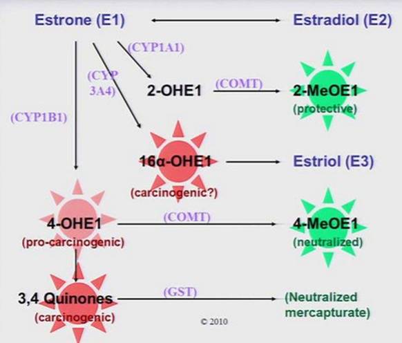 Return to CHC Home Page Return to Diagnostic Studies Estrogen